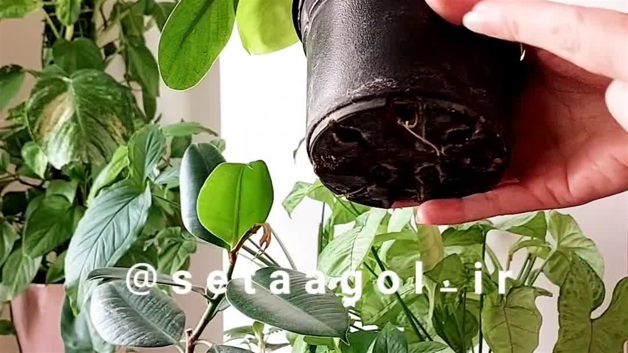 خرید فروش روش دلیل راه های شرایط بهترین ترکیب آموزش تکثیرخاک مناسب تعویض گلدان گلدون بزرگ پهن