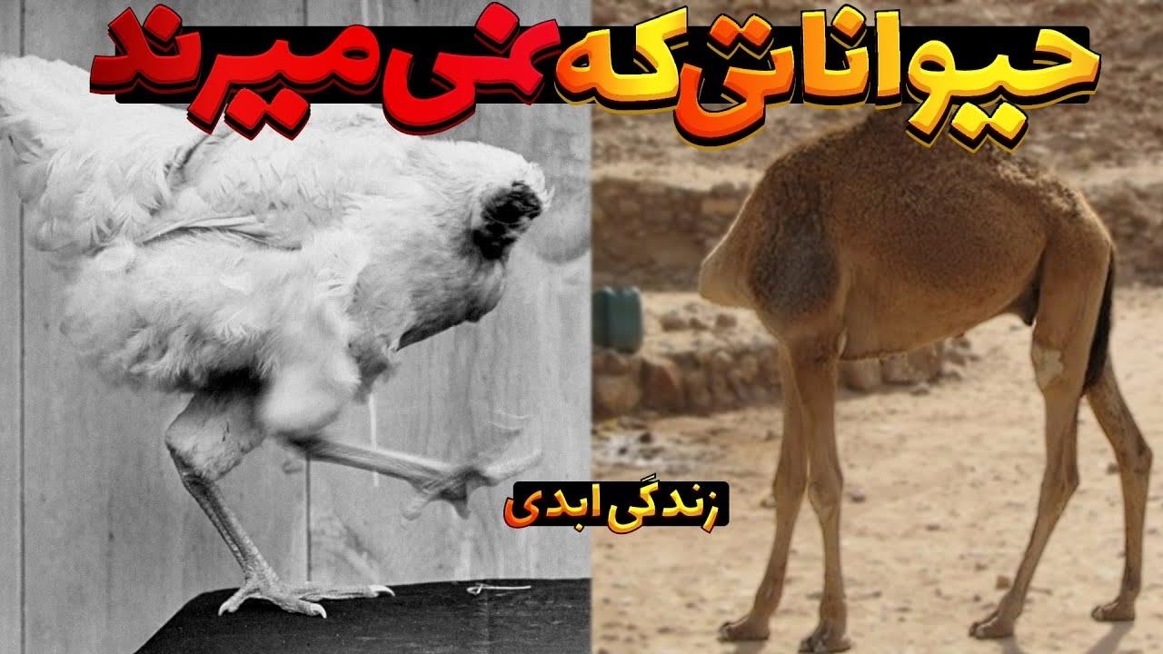 حیواناتی که از مرگ عبور میکنند این حیوانات بدون سر هم تسلیم مرگ نمیشن